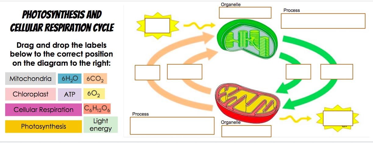 [SOLVED] Organelle Process PHOTOSYNTHESIS AND CELLULAR RESPIRATION ...