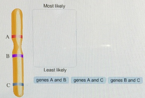 [SOLVED] The genetic map below shows the location of three genes on (1 ...